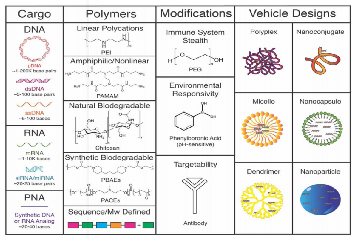 Understanding PEI Transfection Reagents