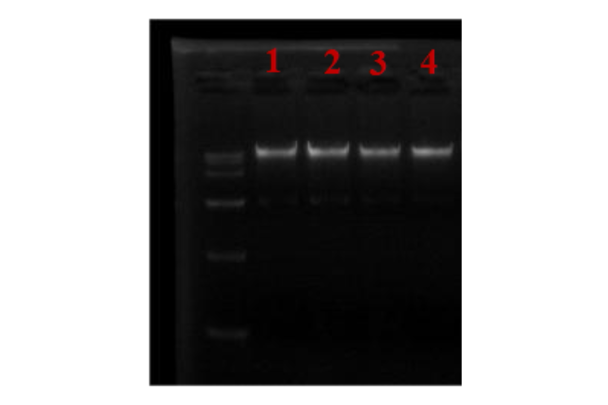 Column-Based DNA Extraction|Bacteria-E.coli