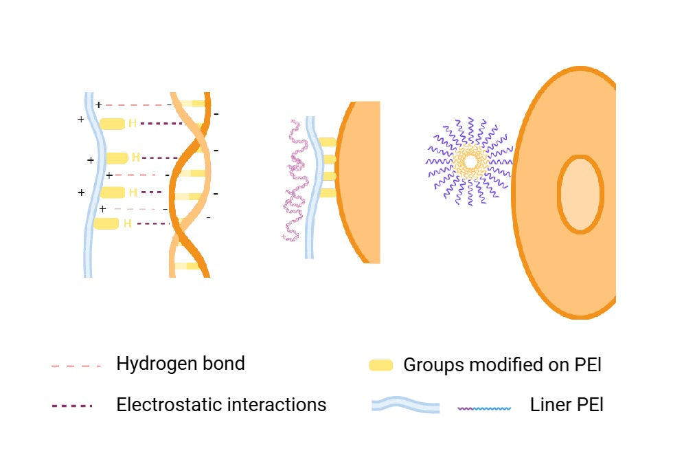 Revolutionary PEI-Mediated Gene Delivery for Superior Transfection Eff