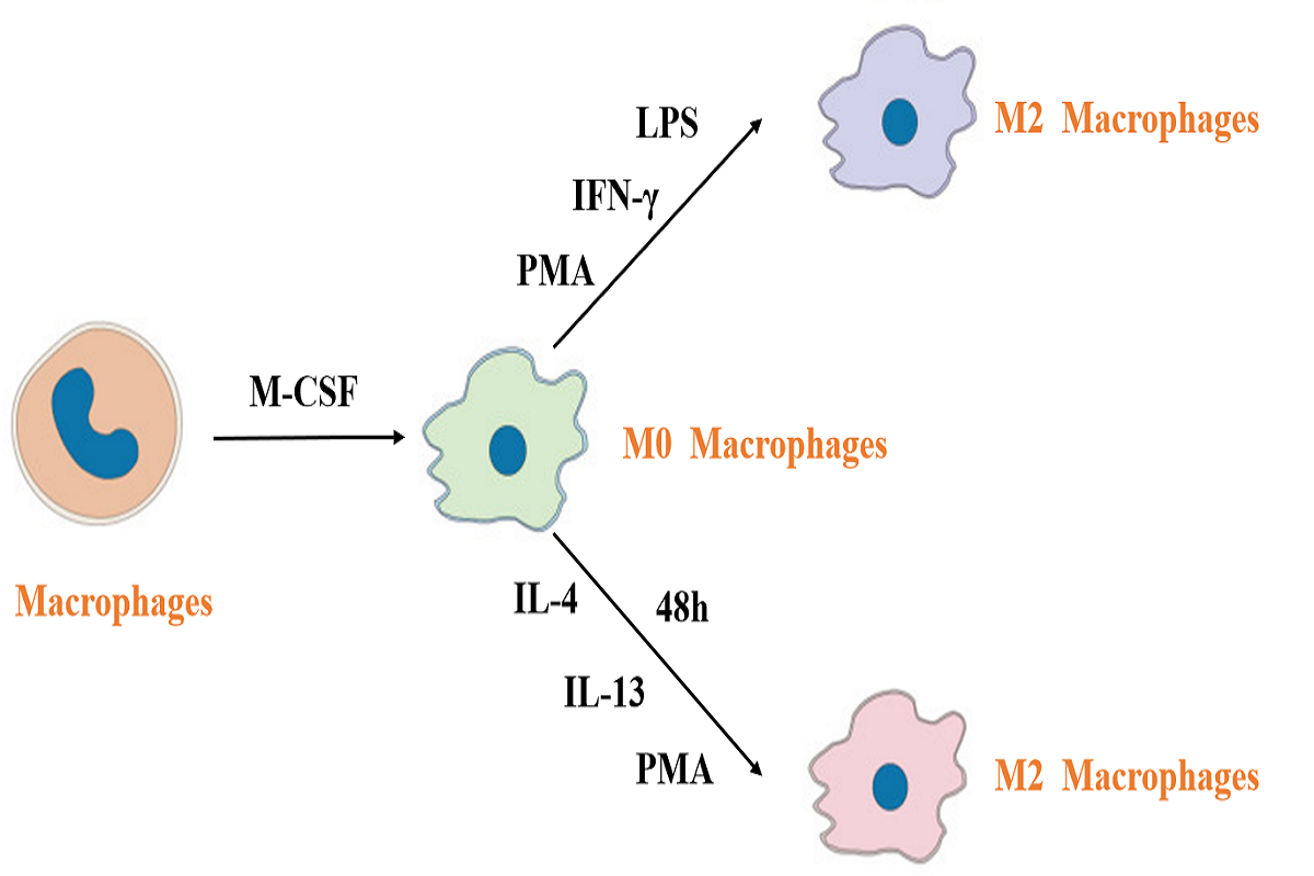 Differentiation and Phenotypic Regulation of Bone Marrow-Derived Macro