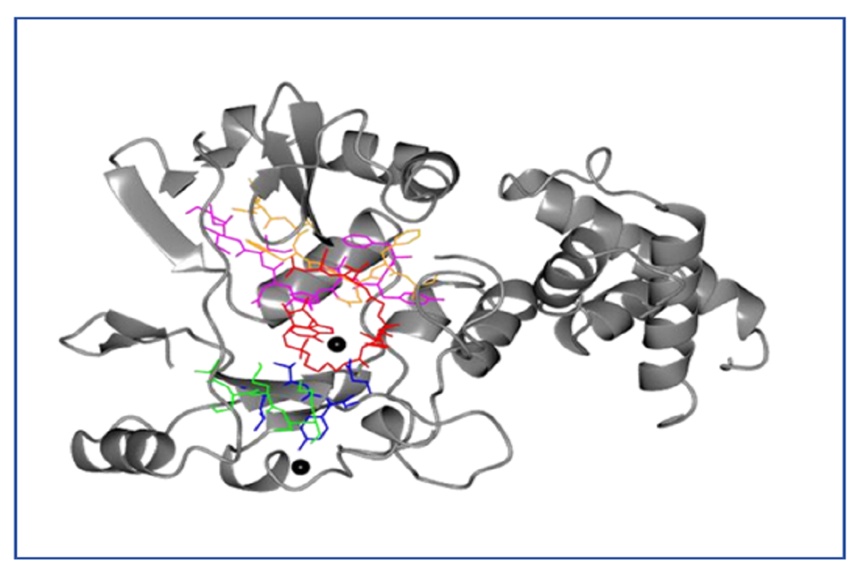 T4 RNA Ligase 2 Explained: Structure, Mechanism & Applications