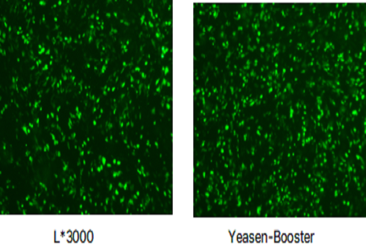 Cell Transfection | NIH-3T3 Mouse Embryonic Fibroblast Cells Transfect