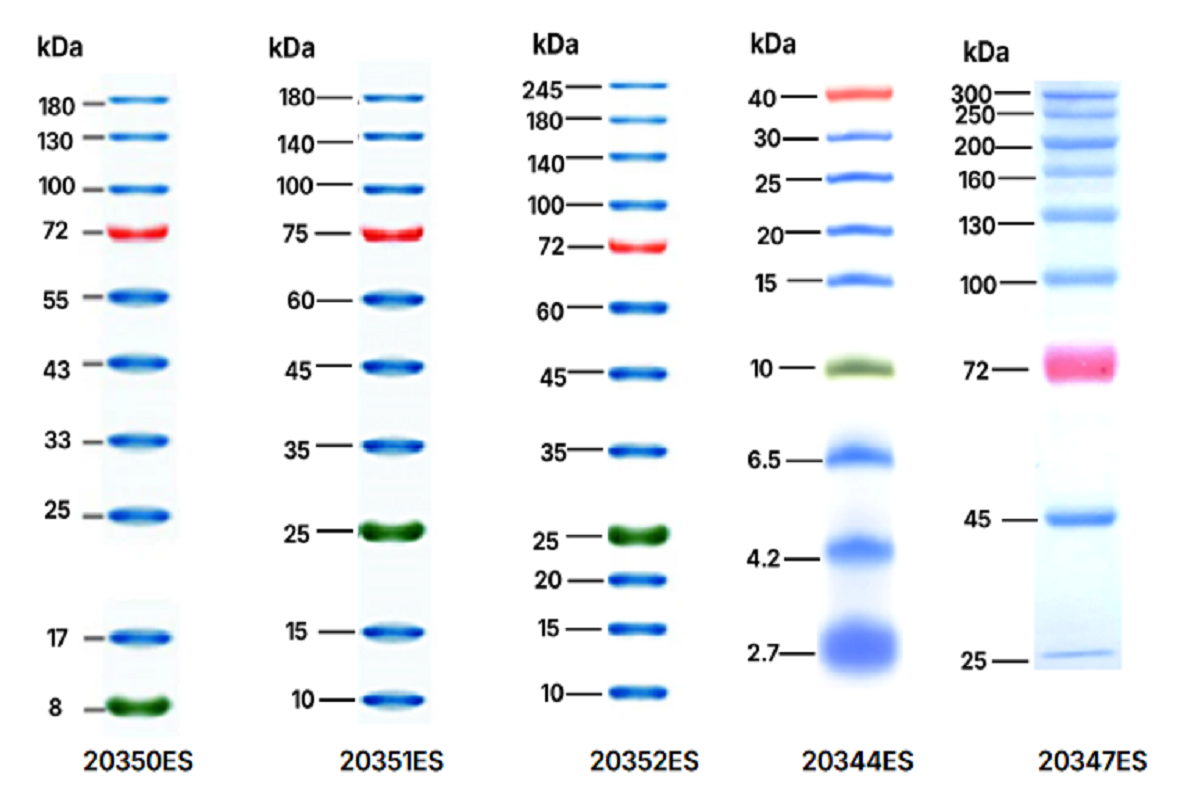 From Unstained to Tricolor: The Evolution of Protein Markers for Smart