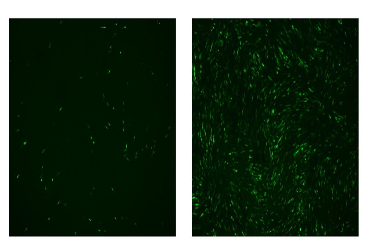 Cell Transfection | Transfection of Primary Chicken Embryo Fibroblasts