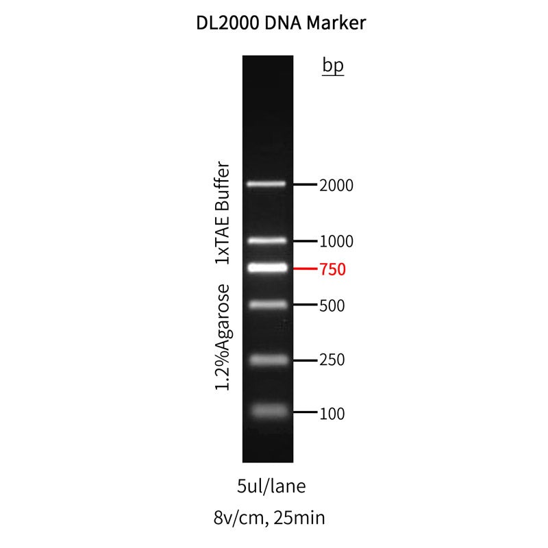 DL2000 DNA Marker