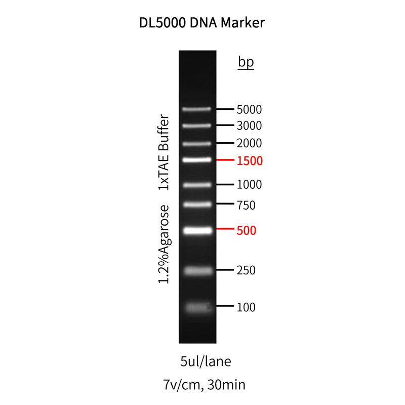 DL5000 DNA Marker