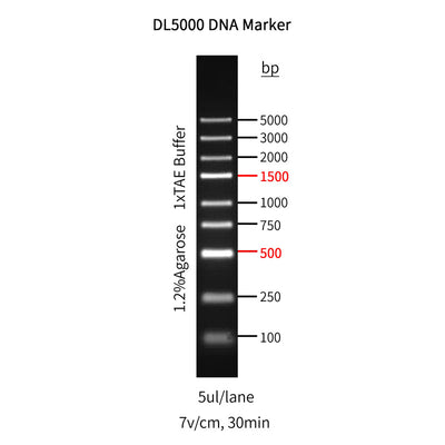 DL5000 DNA Marker