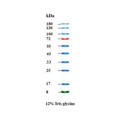 Protein ladder (8-180 kDa, 3 colors)