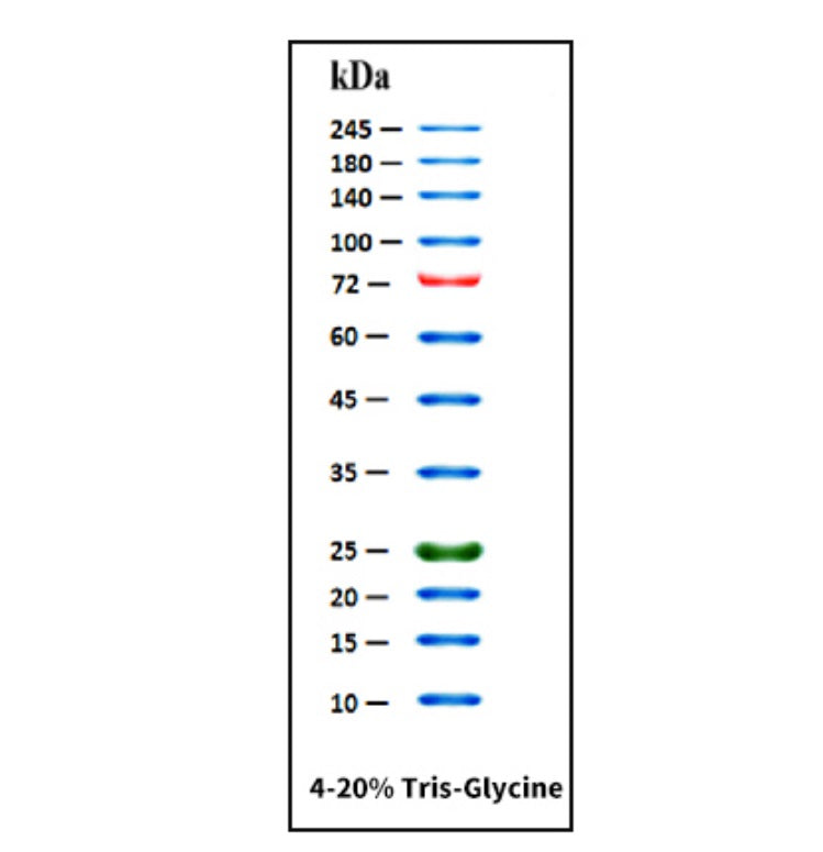 Protein ladder (10-245 KDa, 3 colors High Range)