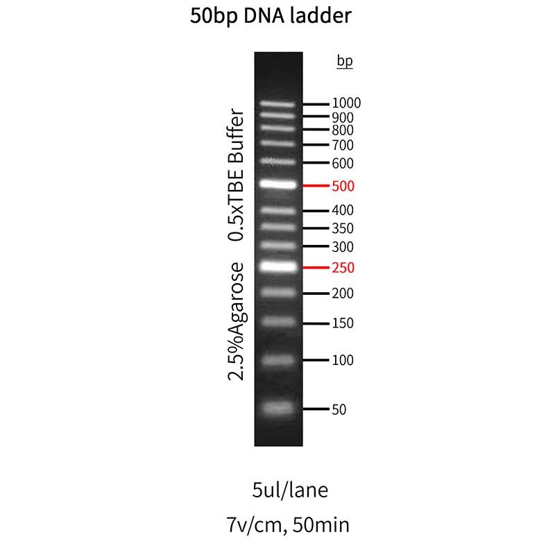 50 bp DNA Ladder