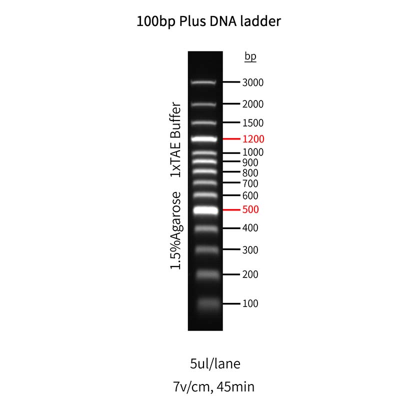 100 bp plus DNA Ladder