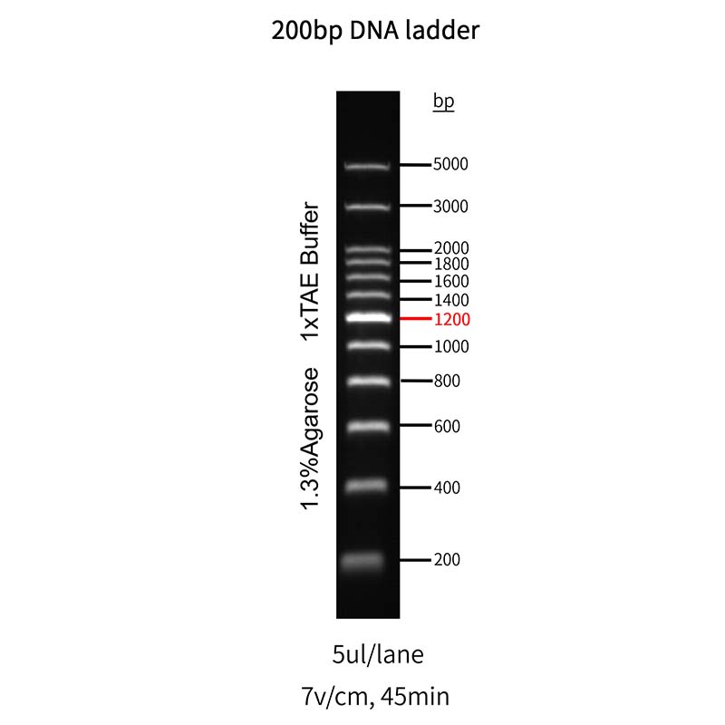 200 bp DNA Ladder
