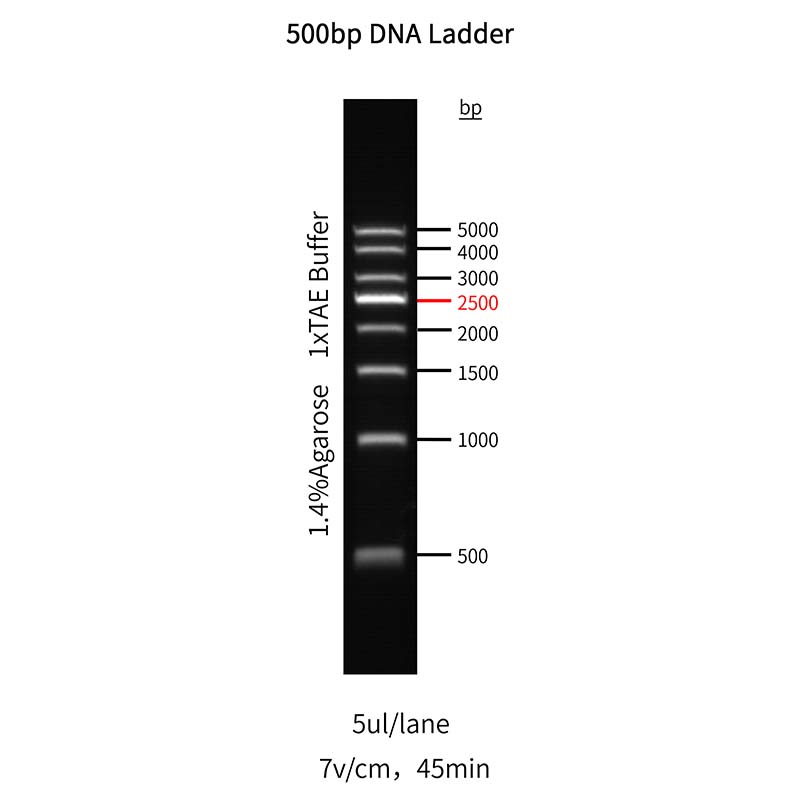 500 bp DNA Ladder